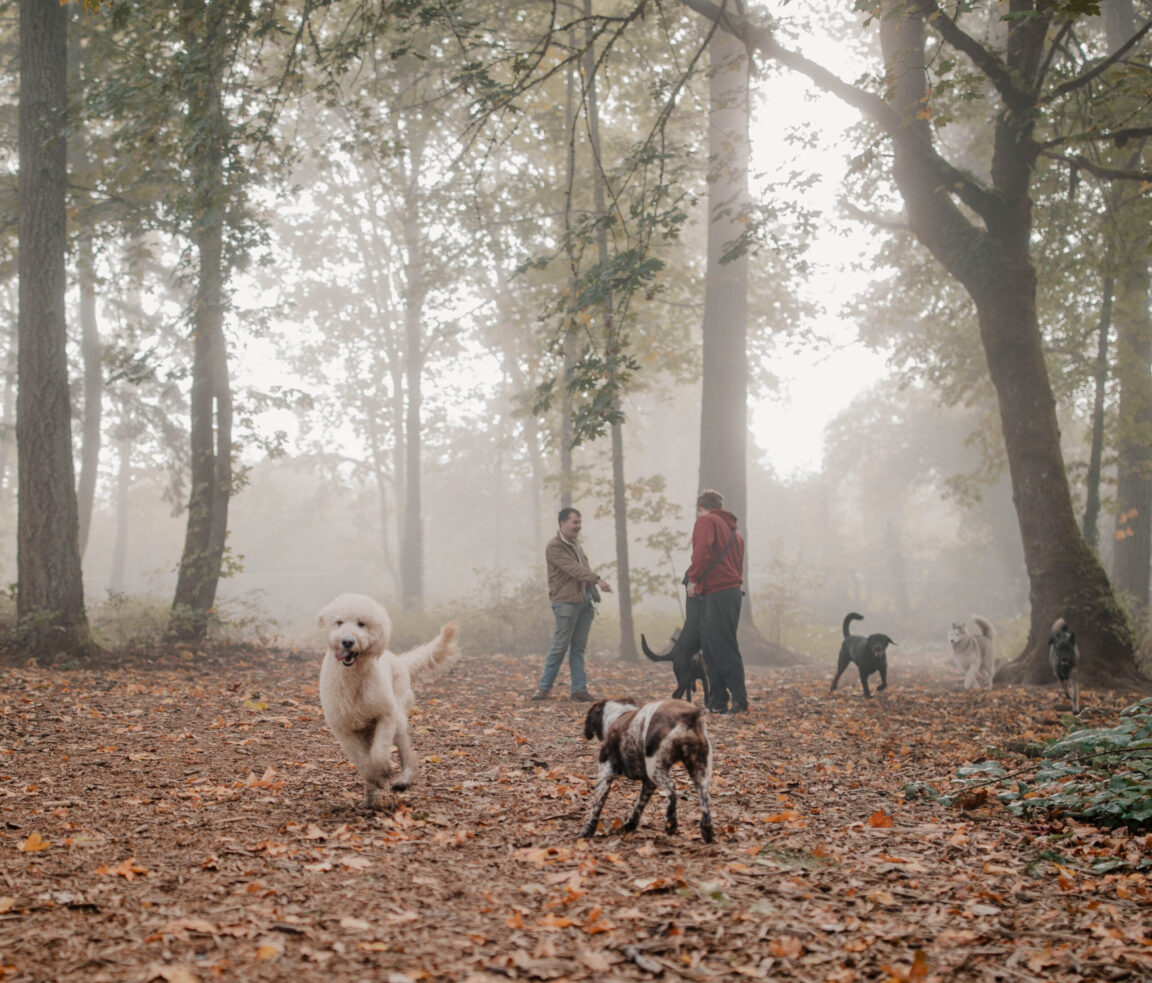 Gallery – Nature's Acres Kennel