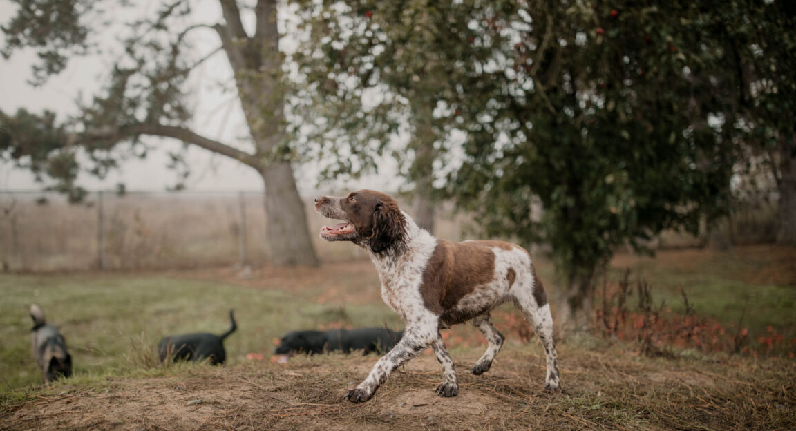 Gallery – Nature's Acres Kennel